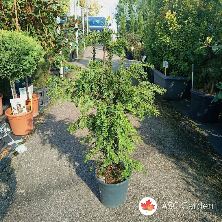 Taxus baccata 70-90 cm