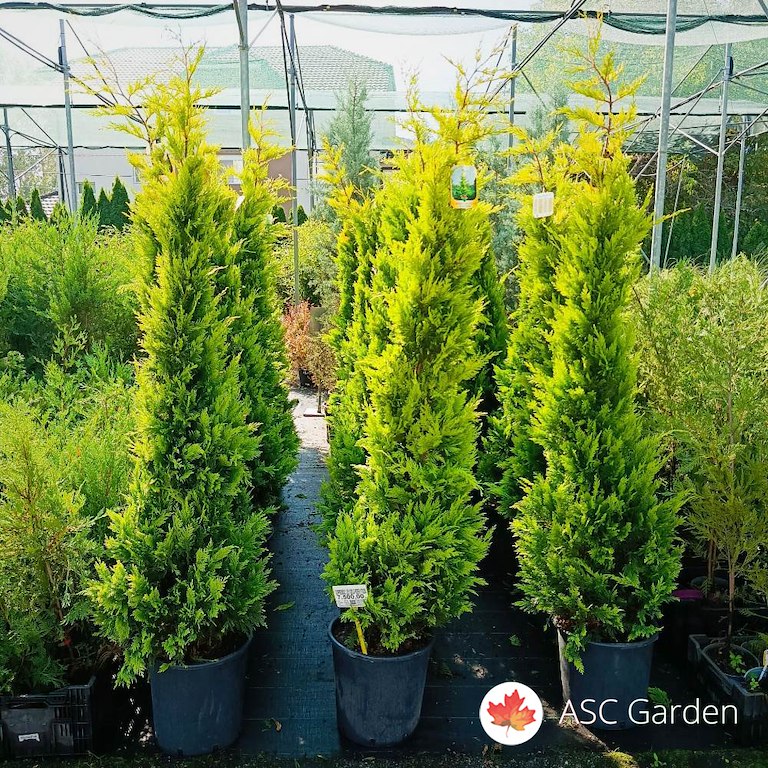 Cupressocyparis leylandii Gold Rider 175-200 cm