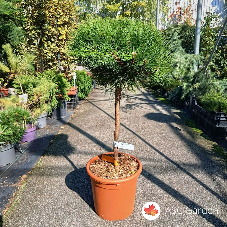 Pinus nigra Marie Bregeon 65 cm