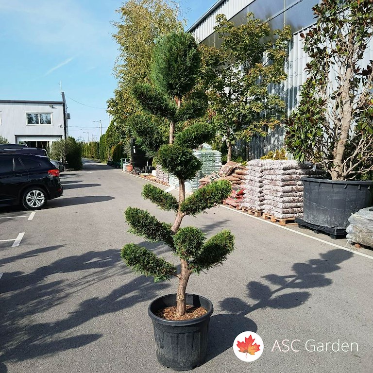 Cupressocyparis leylandi bonsai 190-210 cm