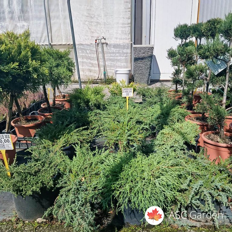 Juniperus mix – saksija 10 L