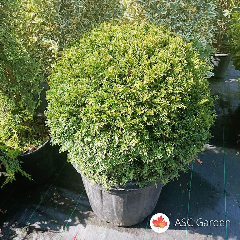 Taxus baccata lopta 55 cm