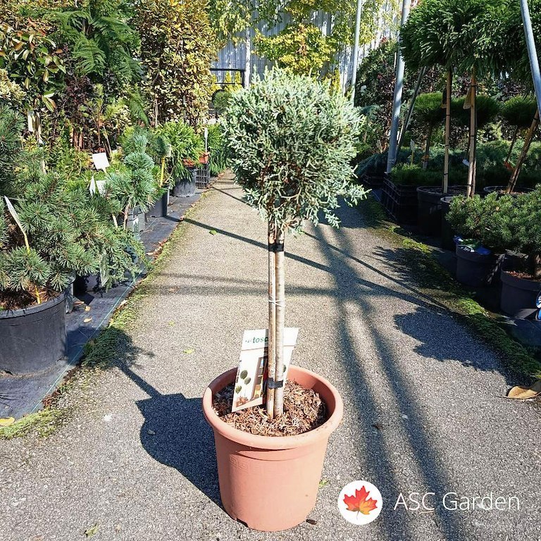 Cupressus Arizonica fastigiata 70 cm
