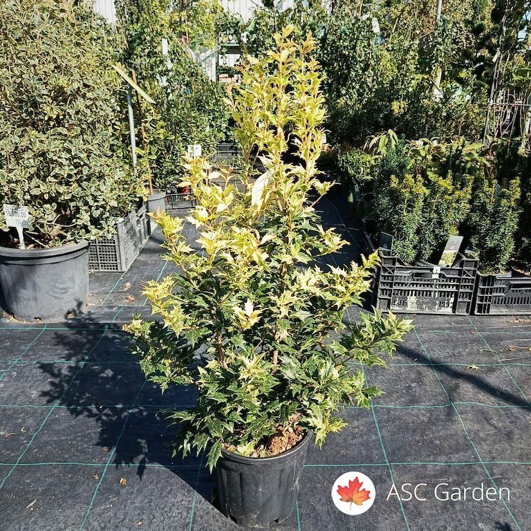 Osmanthus heterophyllus tricolor 80-90 cm