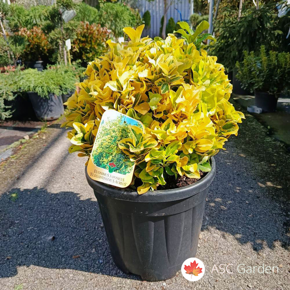 Euonymus japonicus Elegantissima Aureus 30 cm lopta