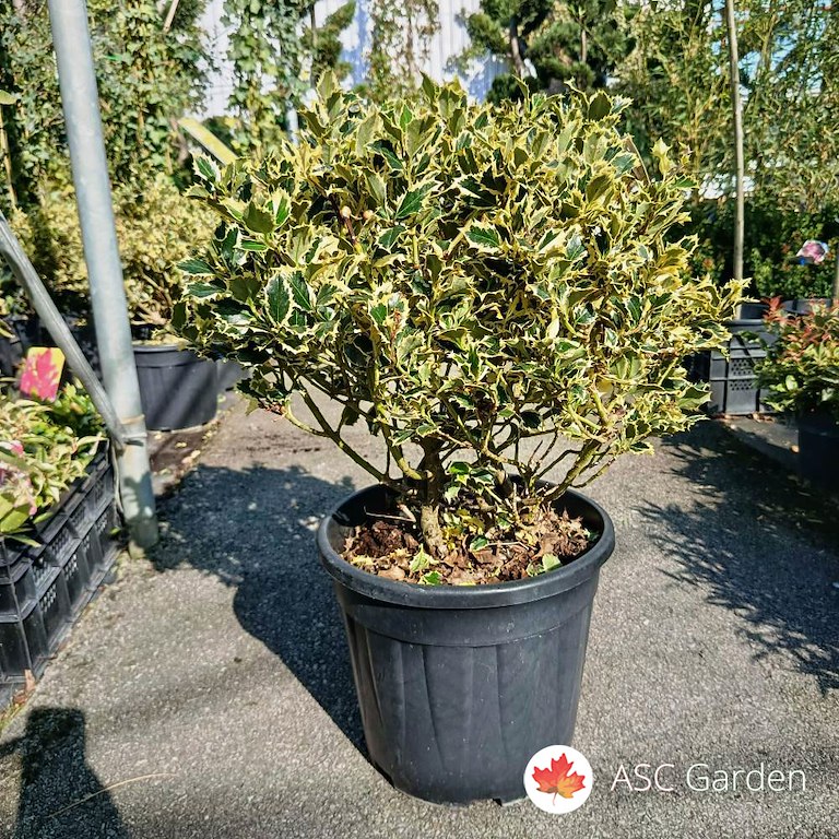 Ilex Aquifolium 50 cm lopta