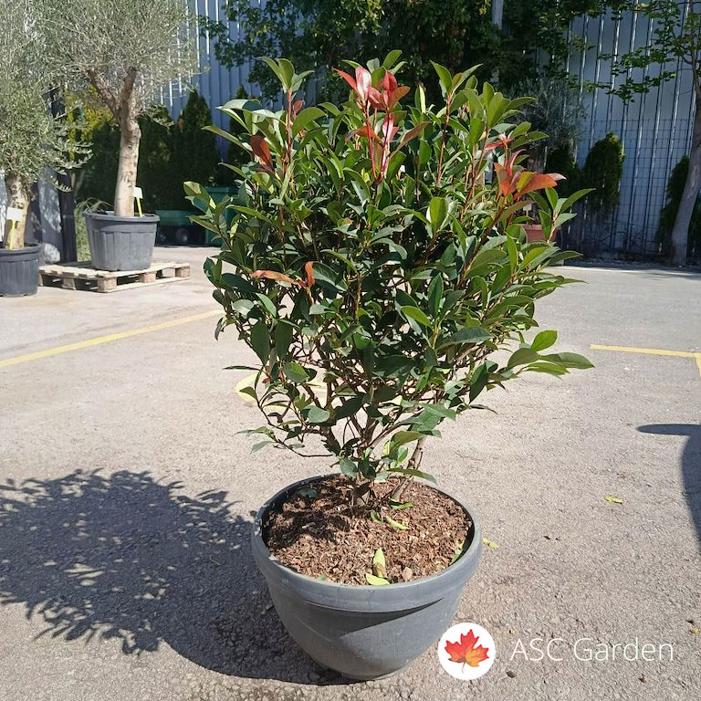 Photinia x fraseri Carre’ rouge 80-90 cm