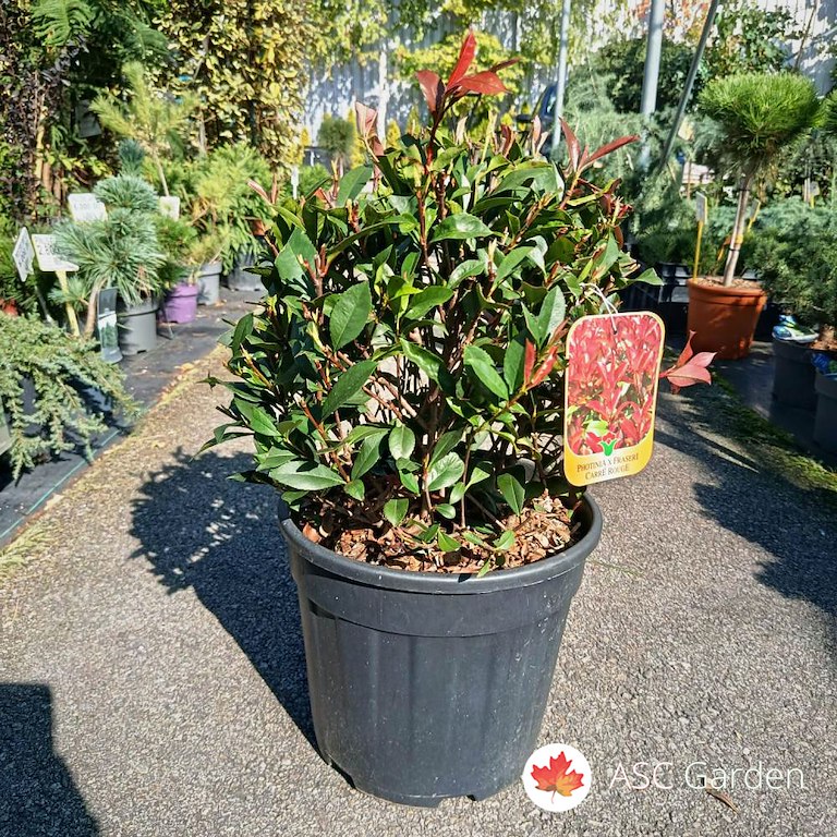 Photinia x fraseri Carre’ rouge 70 cm – lopta