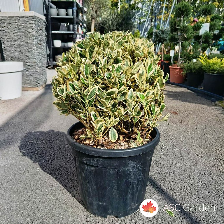 Euonymus japonicus Bravo 30 cm
