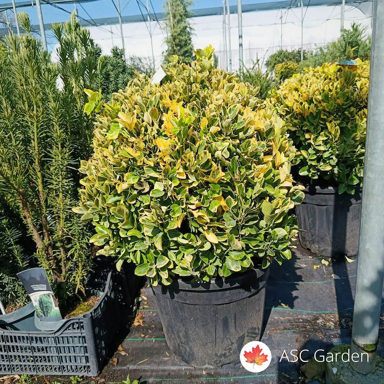 Euonymus japonicus ‘Elegantissima Aureus’ – 50 cm fi 35 l