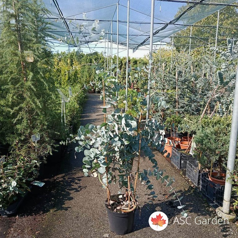 Eucalyptus gunnii 120 cm
