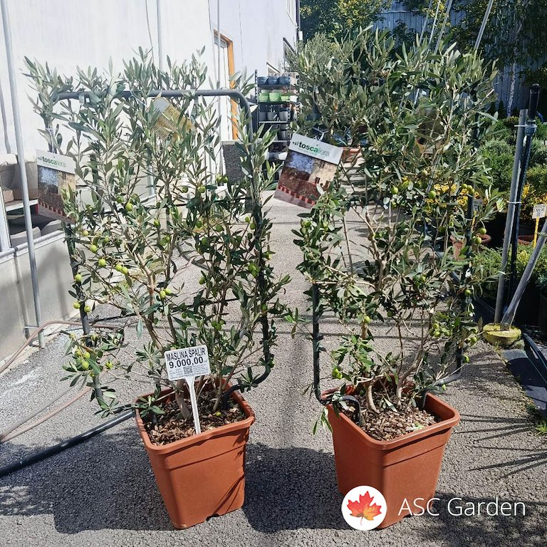 Maslina – Olea europaea 100 cm špalir