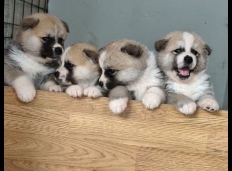 Stenci Akita Inu