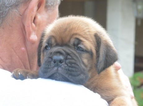 Bordoska Doga (Dogue de Bordeaux) prelepi stenci