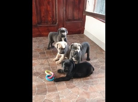 Cane Corso