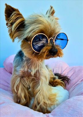 Vrhunski Teacup Yorkie! Parenje