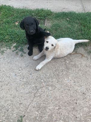 Labrador retriver, štene
