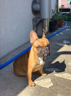 Francuski buldog, odrastao pas za parenje