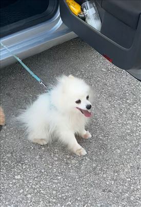 Pomeranac, mlad pas