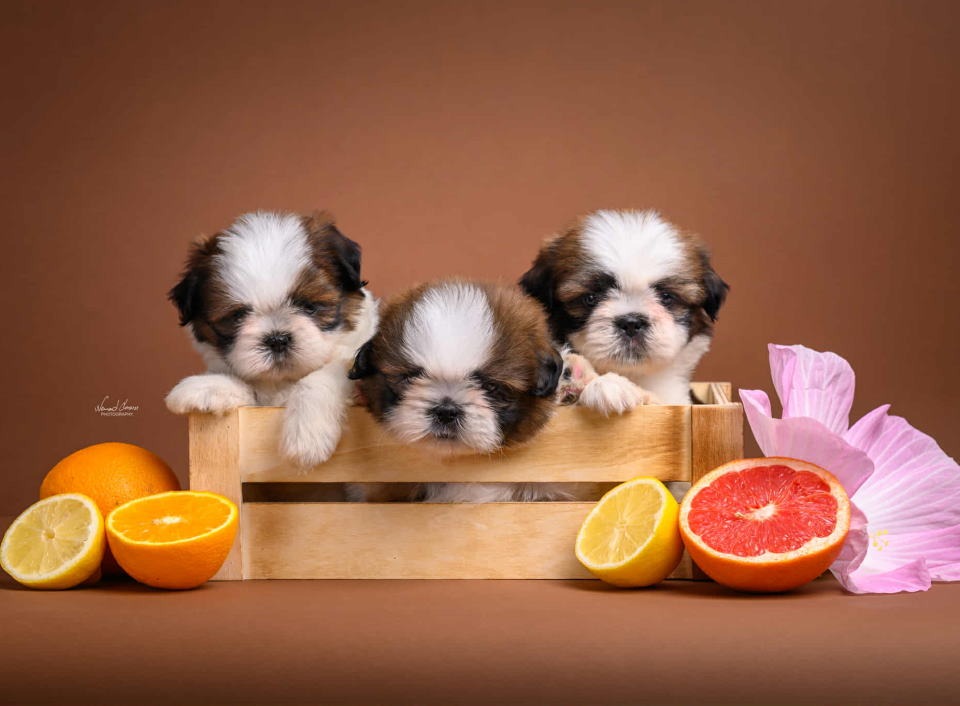 SHIH TZU štenci