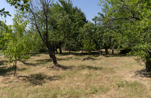 Fruška Gora-Manastir Krušedol-vikend zona 11,5 ari