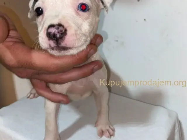 Pitbull Merle x Bluenose stenci