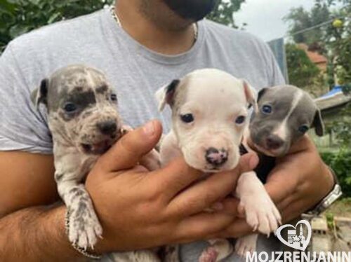 Pitbull Merle x Bluenose stenci