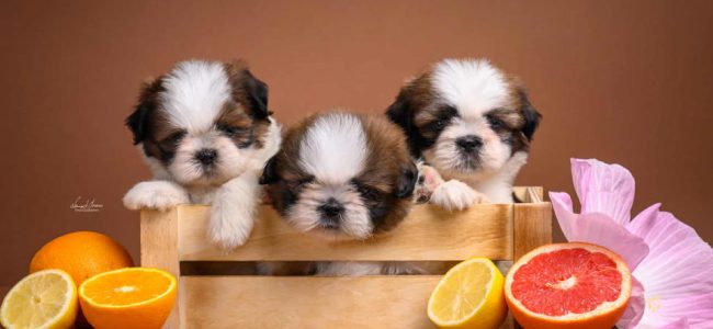 SHIH TZU štenci