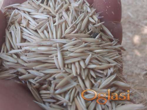 ovas zob