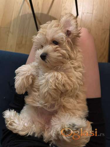 Žensko Maltipoo štene