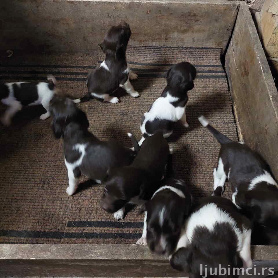 Štenci rase Mini Minsterlender