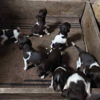 Na prodaju štenci rase Mini Minsterlender ❲ 150 EUR ❳