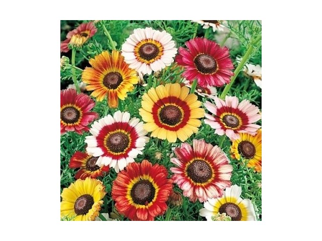 Chrysanthemum Carinatum mix (600 semenki)