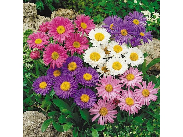 Alpski Zvezdan Mix (1000 semenki) Aster Alpine