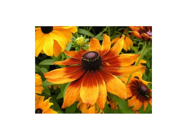 Rudbeckia Hirta (1000 semenki)