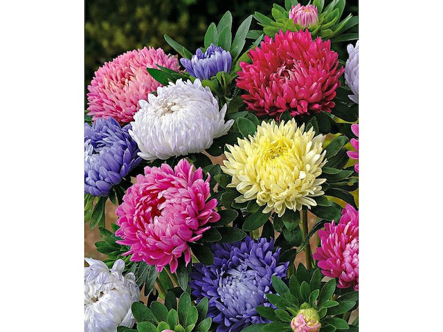Lepa kata mix (500 semenki) Aster Paeony Duchess mix