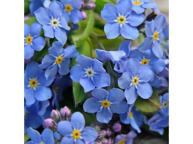 Spomenak - Myosotis Alpestris (700 semenki) Forget-me-n
