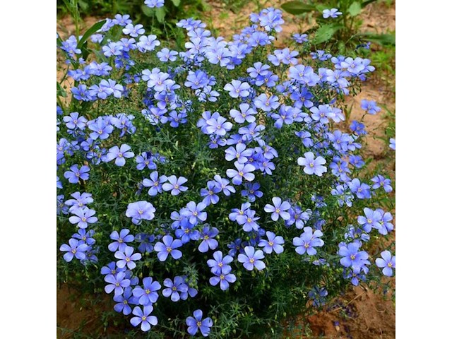 Linum Perenne - Plavi Lan (700 semenki)
