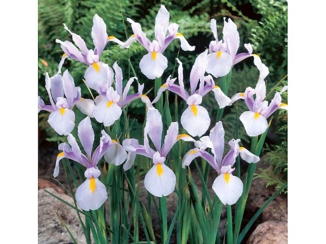 Iris Hollandica White van Vliet 5 lukovica