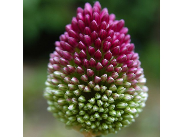 Ukrasni luk Allium sphaerocephalon 5 lukovica
