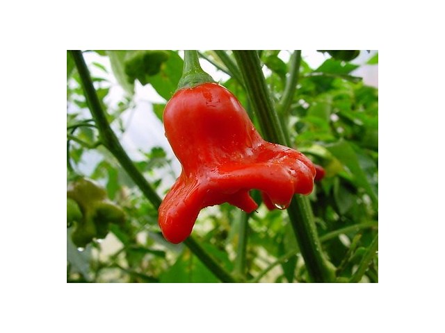Paprika Harlekinova kapa (25 semenki)