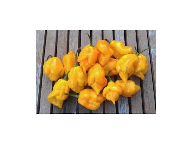 Chilli Trinidad Moruga Scorpio Žuti - Yellow (30 semenk