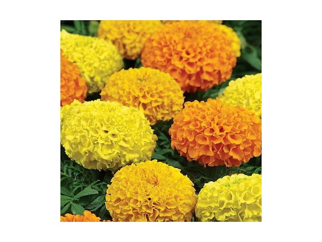 Kadifa Visoka Mix (200 semenki) Tagetes Erecta Mix