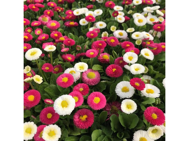 Bela rada mix (1600 semenki) Bellis Perennis Dasy Engli