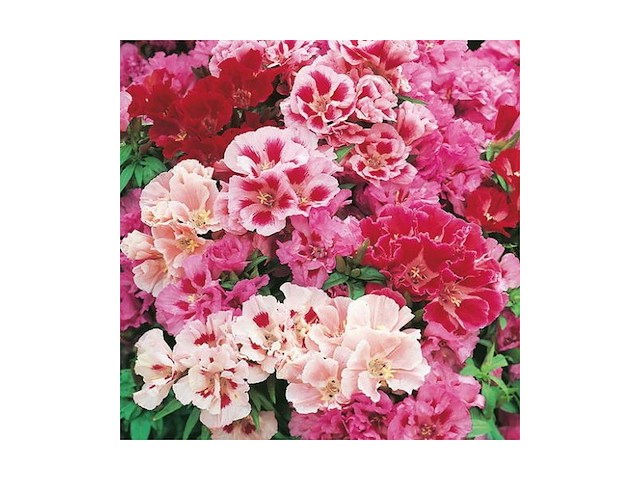 Godetia Whitneyi Azalea double Mix (3000 semenki)