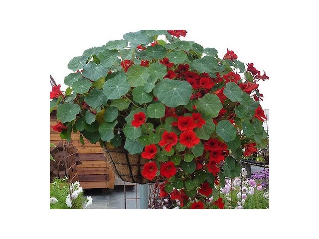 Dragoljub crveni (50 semenki) Nasturtium Red Empress of