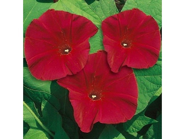 Crveni Ladolež (25 seme) Morning Glory Ipomoea Scarlet