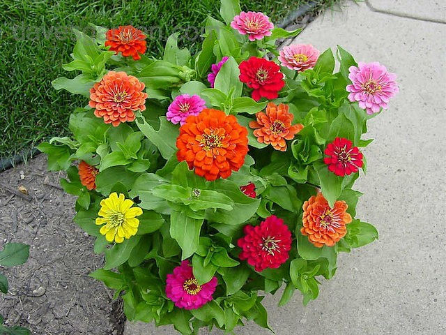 Zinnia California Giant Mix (250 semenki) Lepi gliša mi