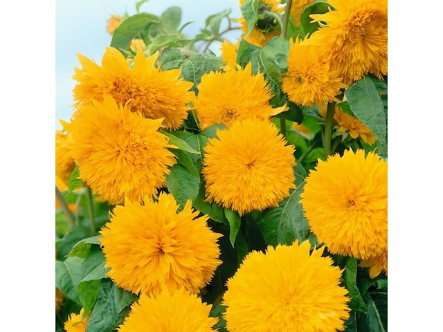 Ukrasni Suncokret Giant Sungold (150 semenki) Helianthu