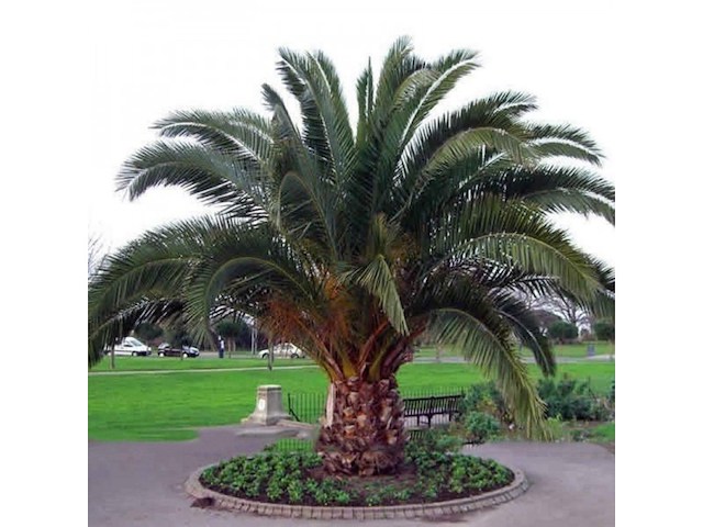 Phoenix Canariensis (10 semenki)